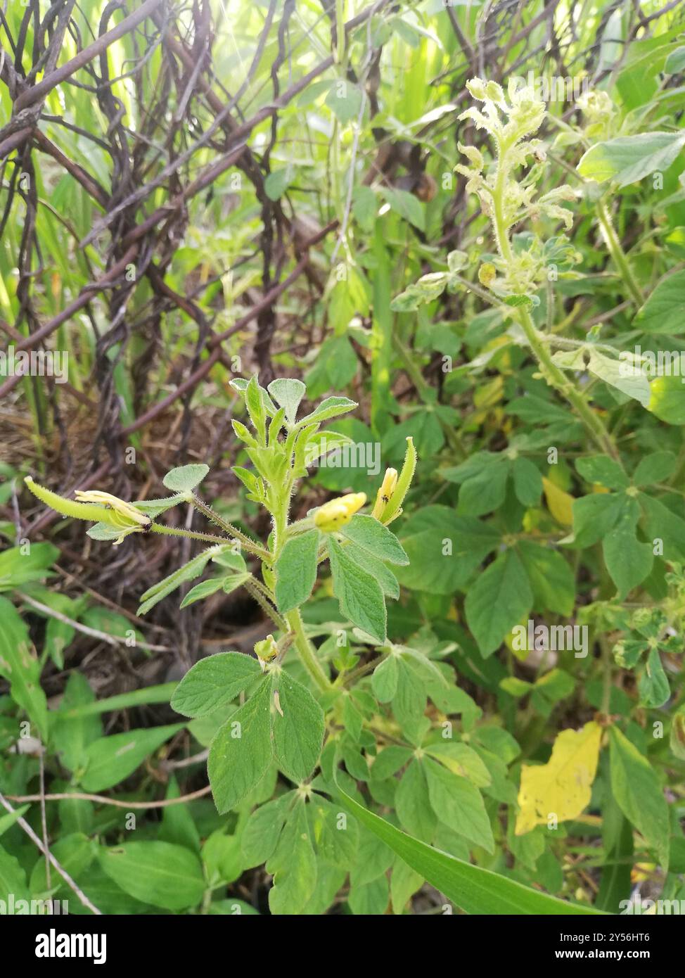 Asian spiderflower (Cleome viscosa) Plantae Stock Photo - Alamy