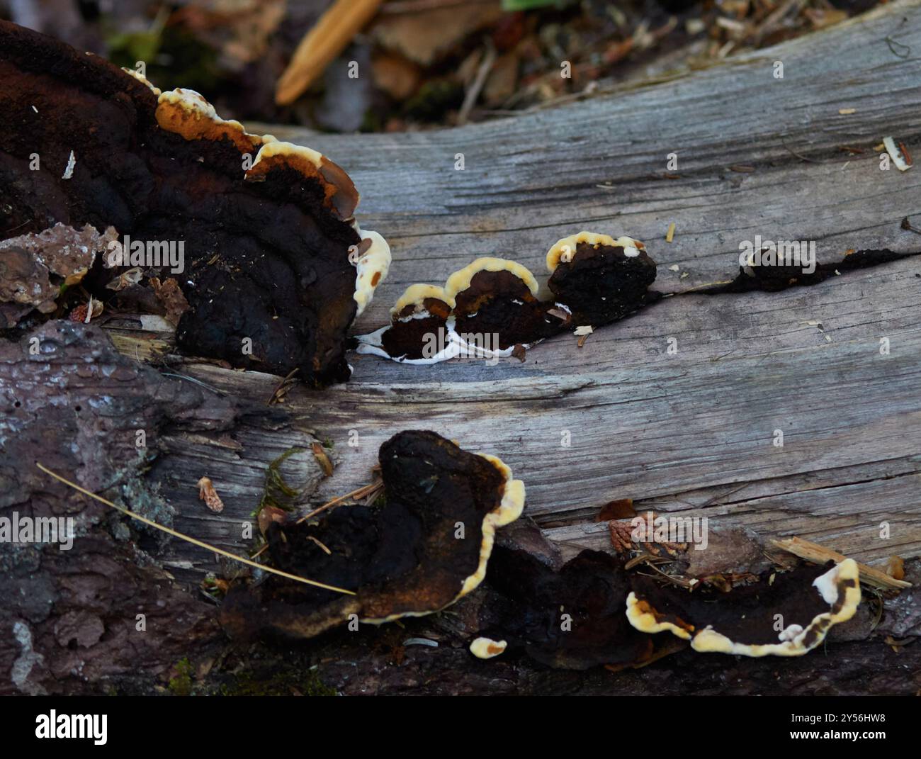Dyer's Polypore (Phaeolus schweinitzii) Fungi Stock Photo - Alamy