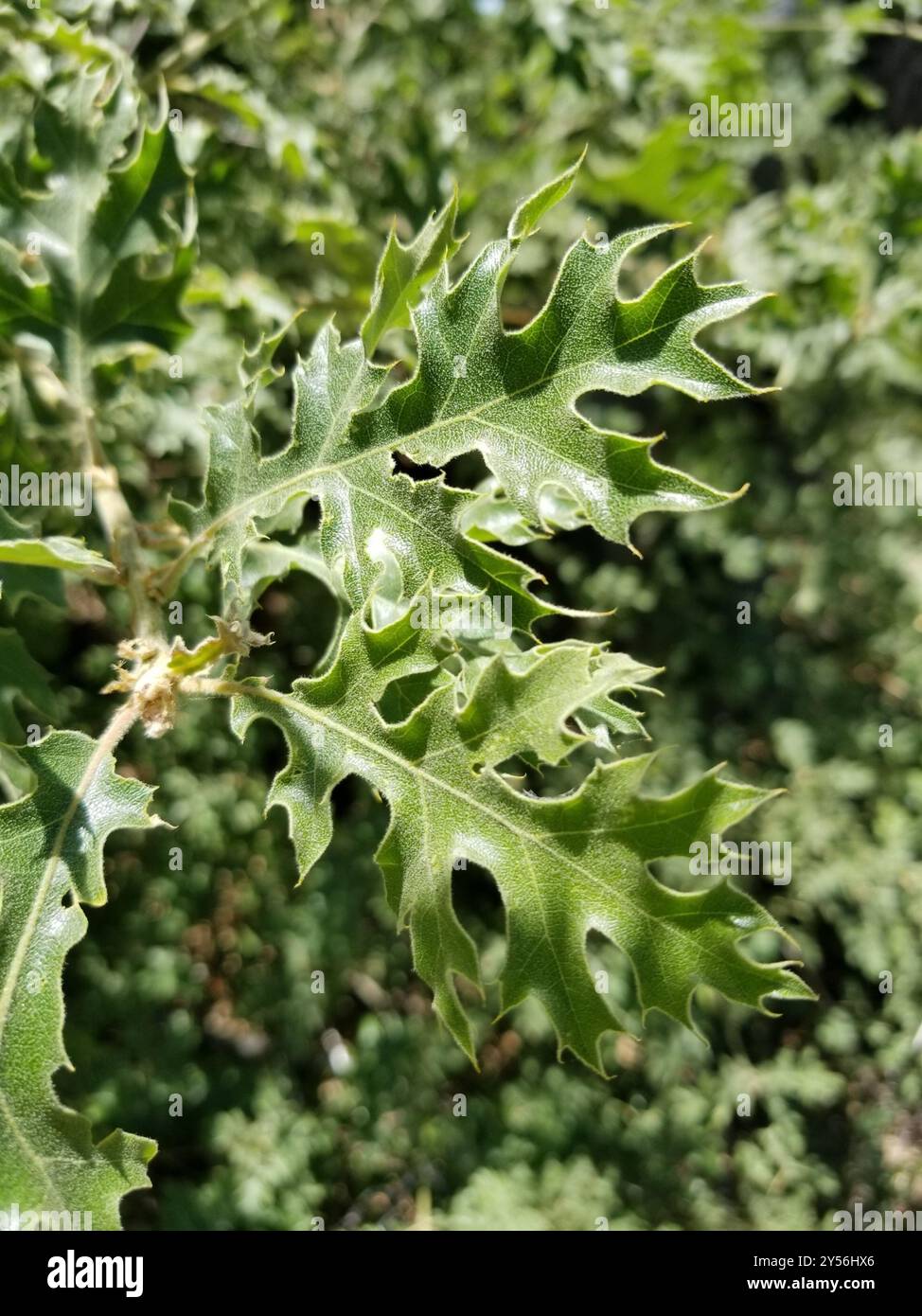 California black oak (Quercus kelloggii) Plantae Stock Photo - Alamy