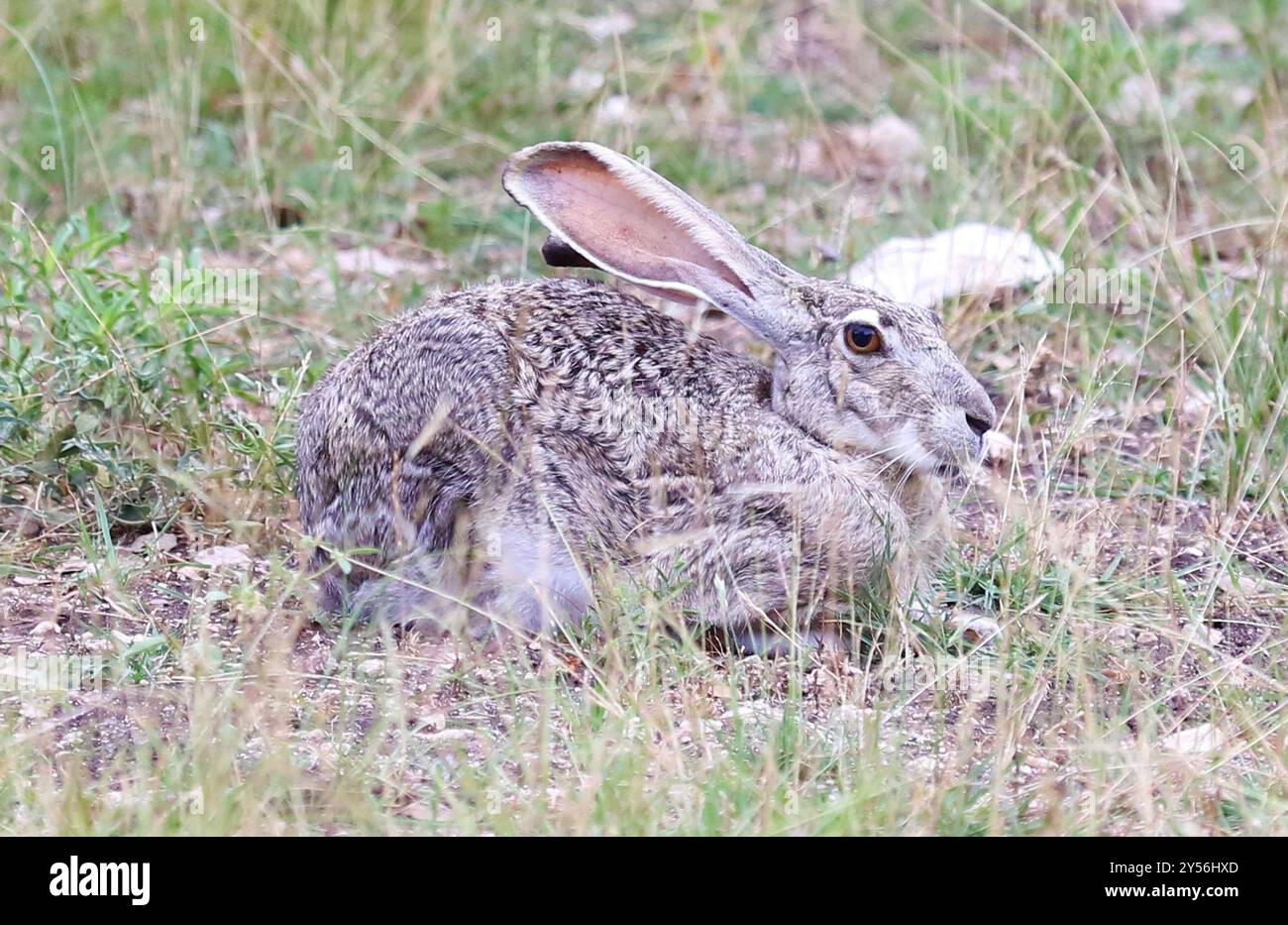 Black-tailed Jackrabbit (Lepus californicus) Mammalia Stock Photo - Alamy