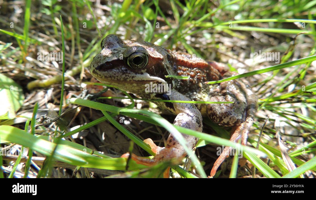 European Common Frog (Rana temporaria) Amphibia Stock Photo - Alamy