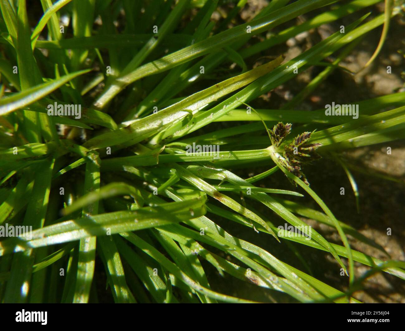 Brown Flatsedge (Cyperus fuscus) Plantae Stock Photo - Alamy
