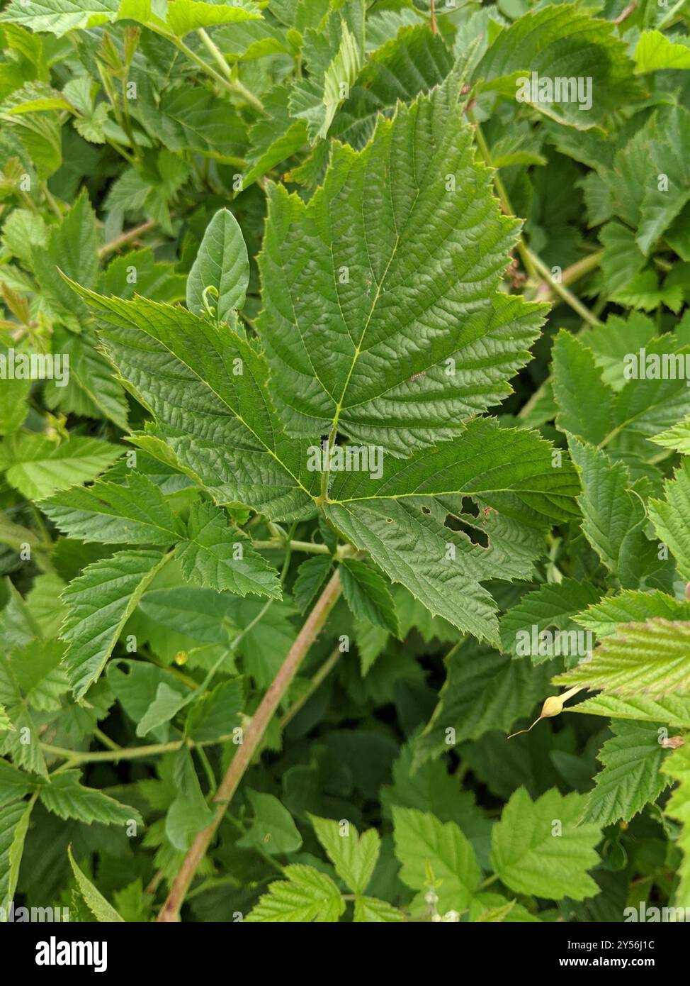 European dewberry (Rubus caesius) Plantae Stock Photo - Alamy