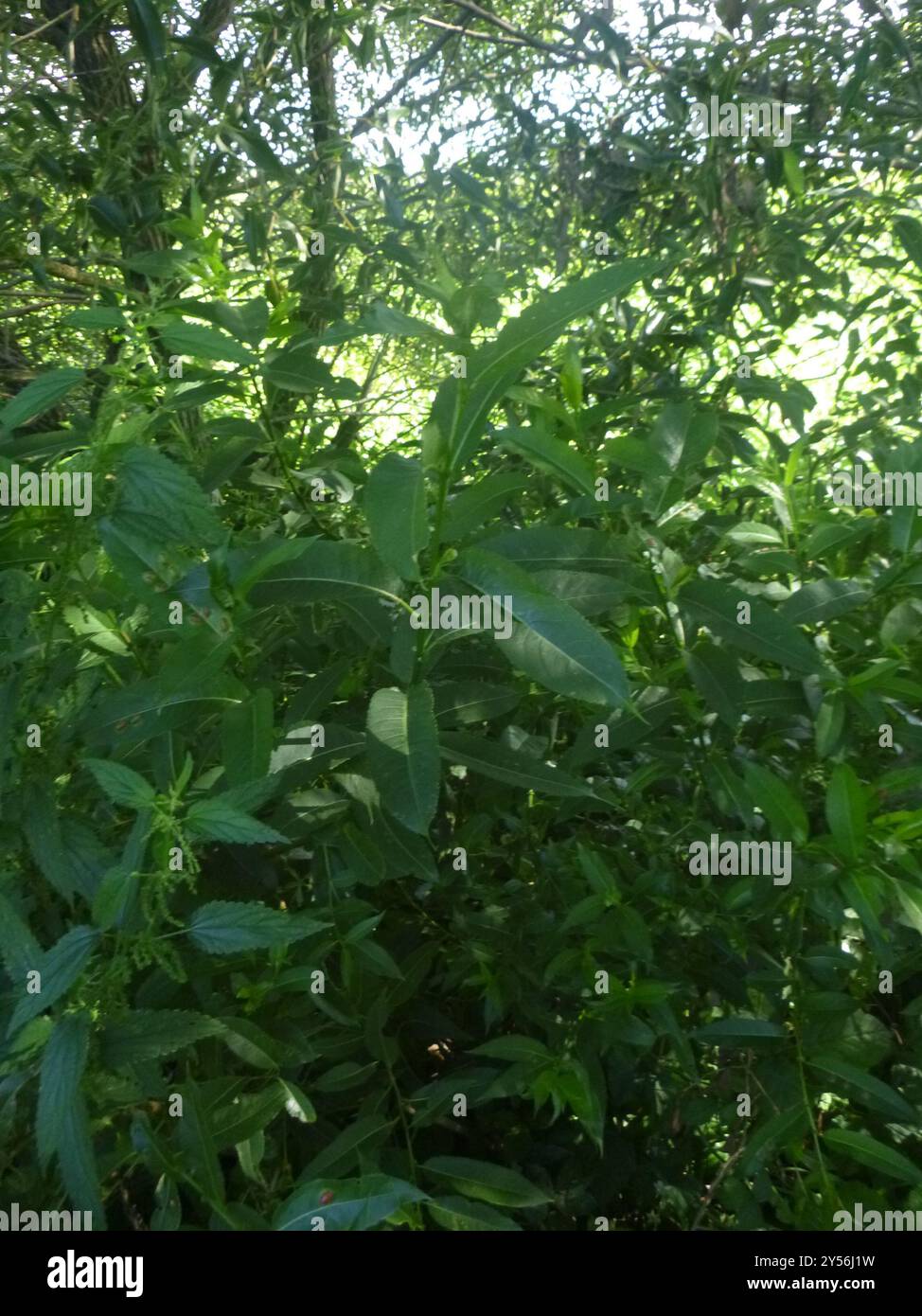 Almond Willow (Salix triandra) Plantae Stock Photo - Alamy