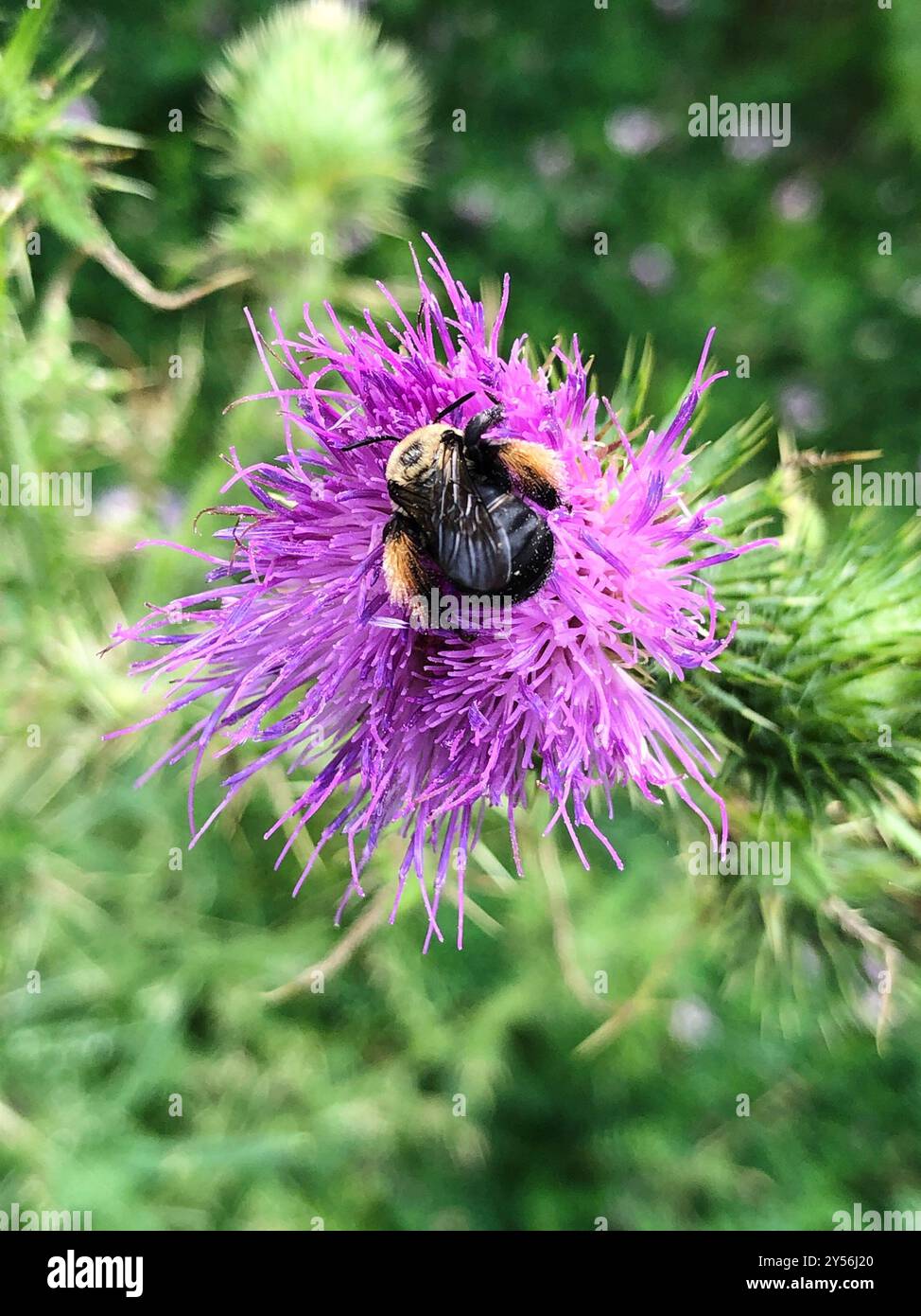 Eastern Thistle Longhorn Bee (Melissodes desponsus) Insecta Stock Photo ...