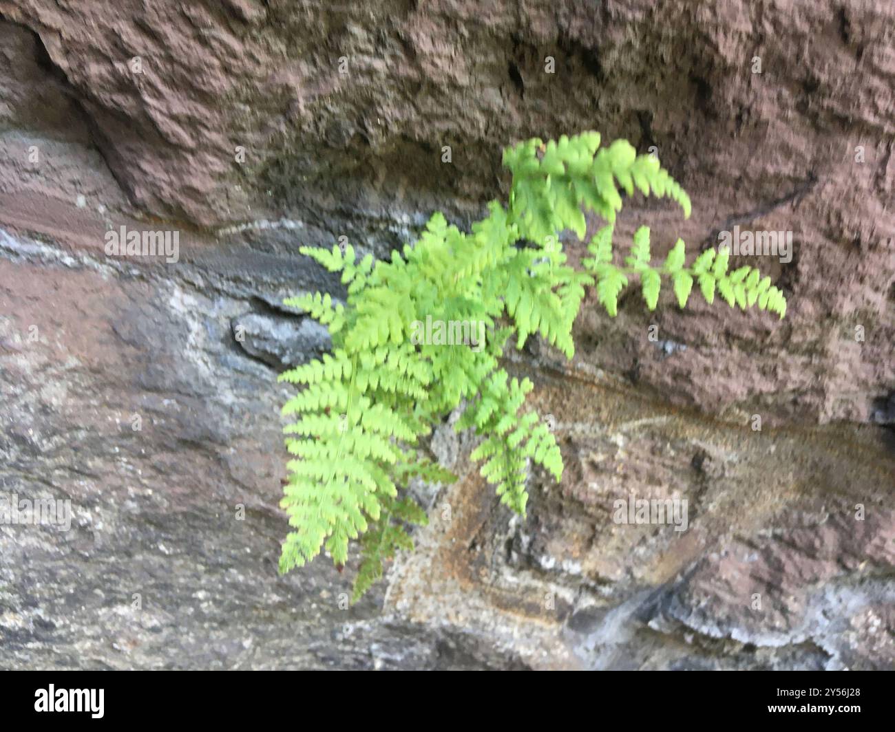 ferns (Polypodiopsida) Plantae Stock Photo - Alamy
