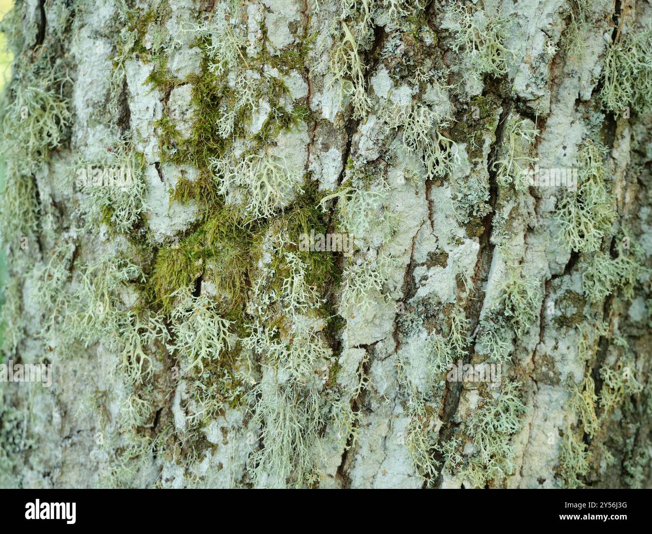 The branches are densely covered with branch lichens, showcasing ...