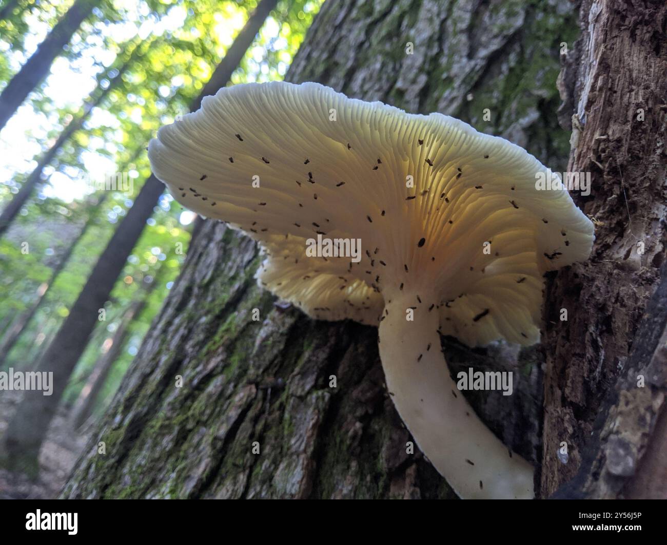 Lynx Paw Oyster (Pleurotus levis) Fungi Stock Photo - Alamy