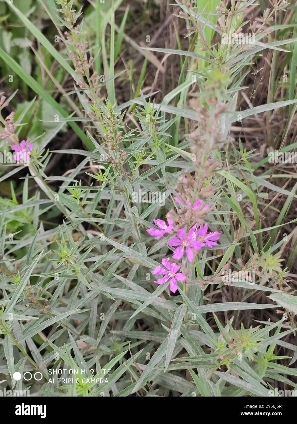 Wanded Loosestrife (Lythrum virgatum) Plantae Stock Photo - Alamy
