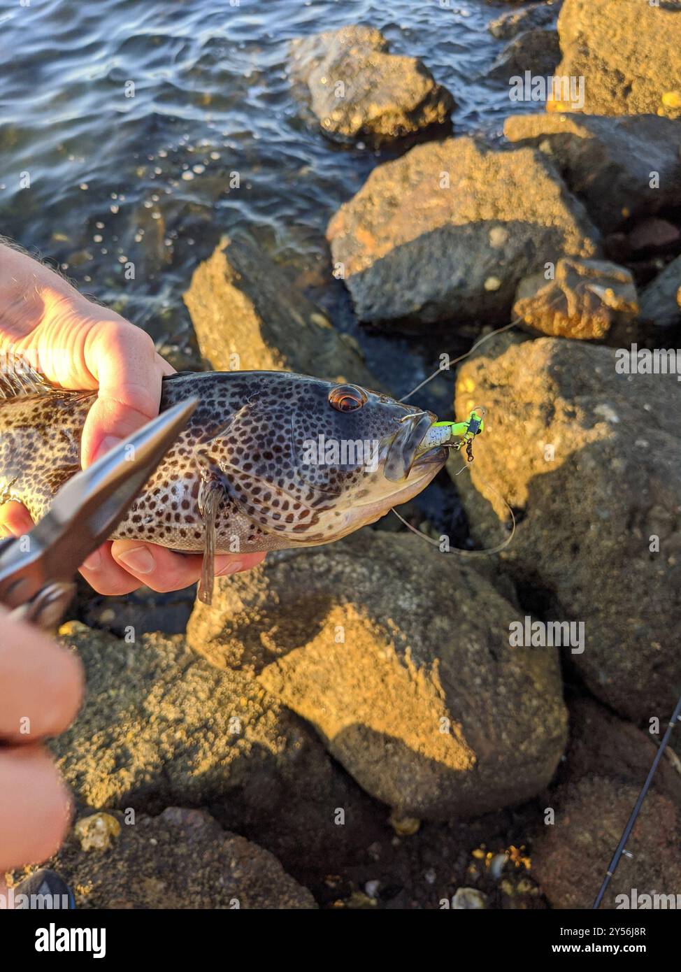 Spotted Sand Bass (Paralabrax maculatofasciatus) Actinopterygii Stock ...