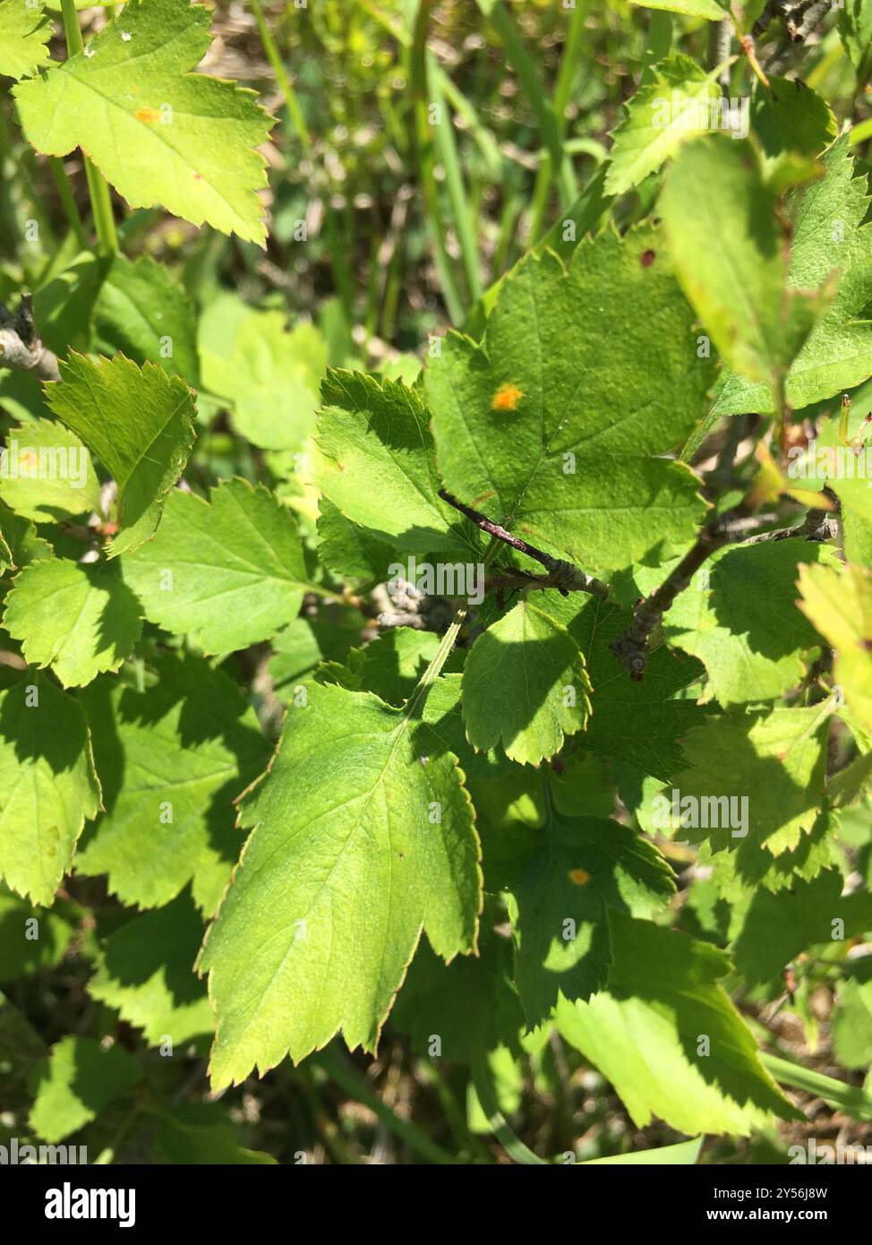 Black Hawthorn (Crataegus douglasii) Plantae Stock Photo - Alamy