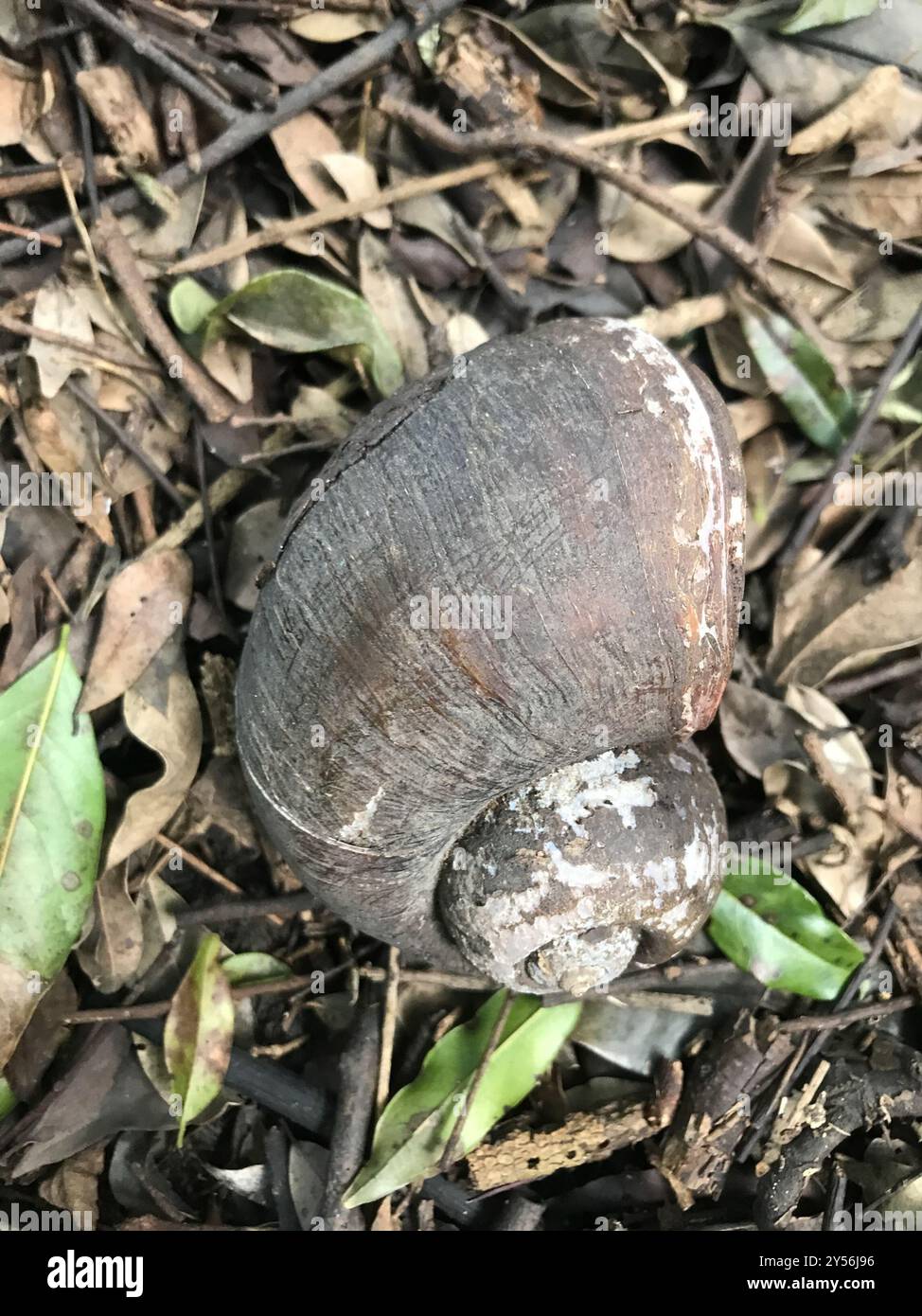 Island Apple Snail (Pomacea maculata) Mollusca Stock Photo - Alamy