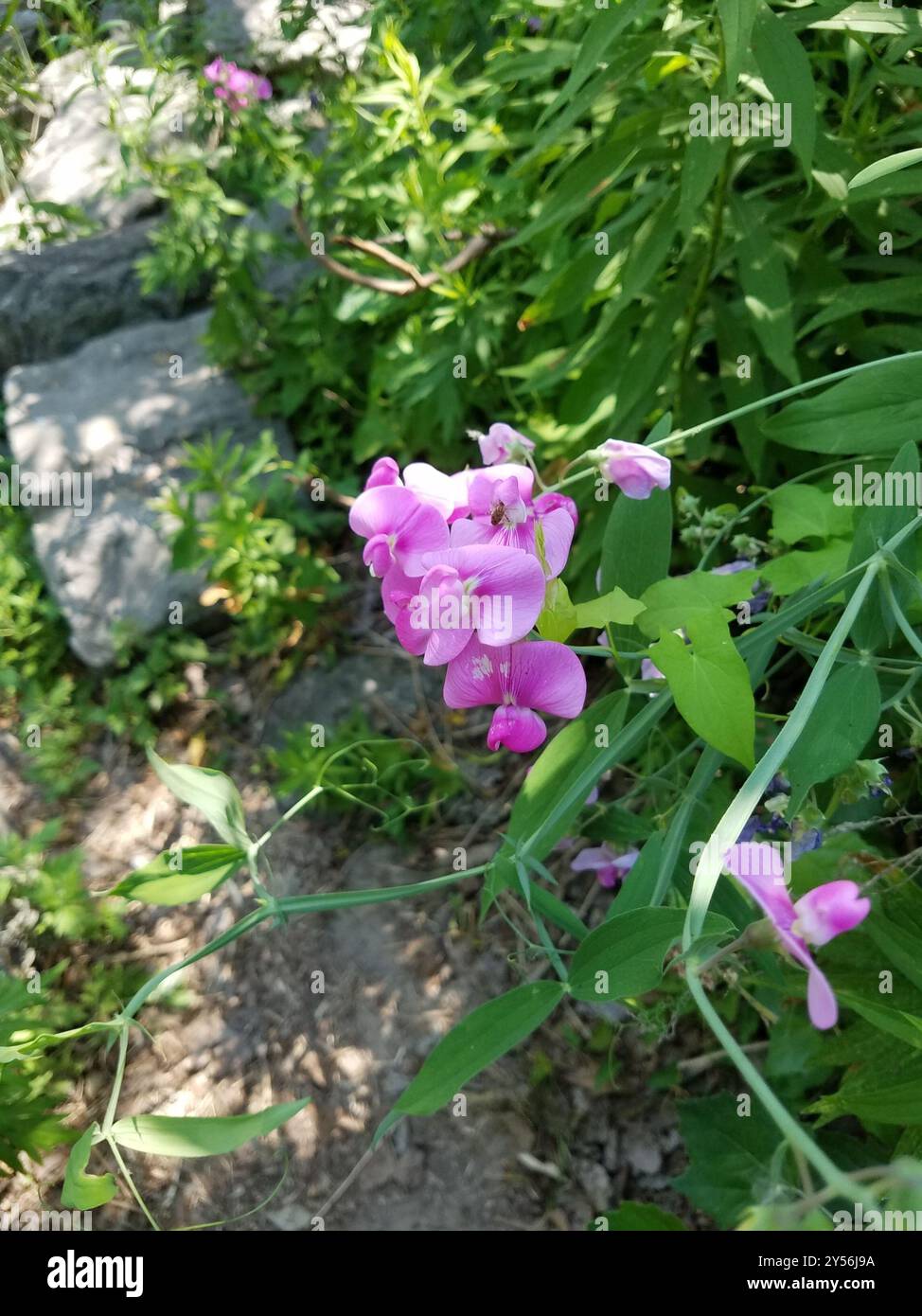 broad-leaved sweet pea (Lathyrus latifolius) Plantae Stock Photo - Alamy