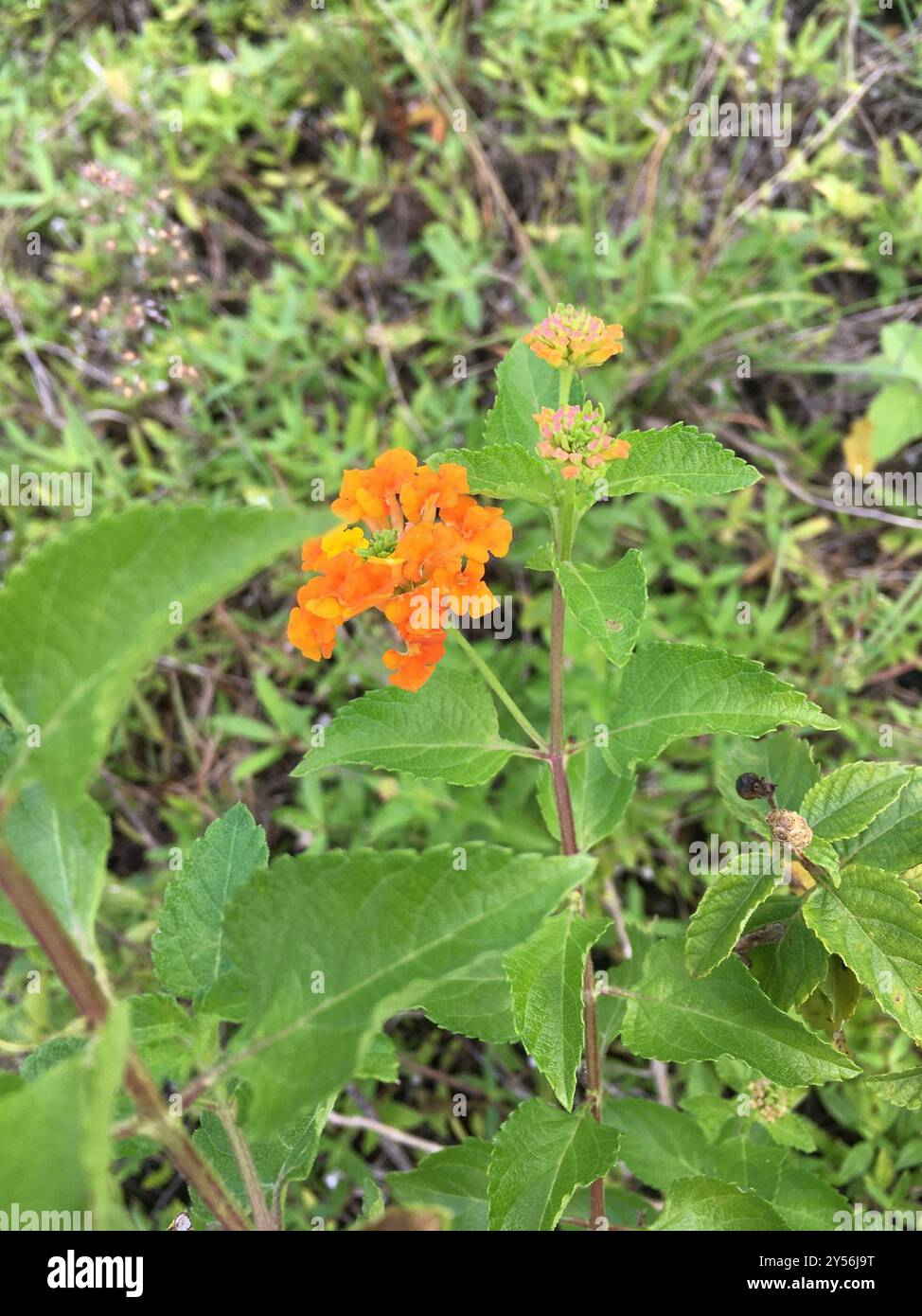 lantanas (Lantana) Plantae Stock Photo - Alamy
