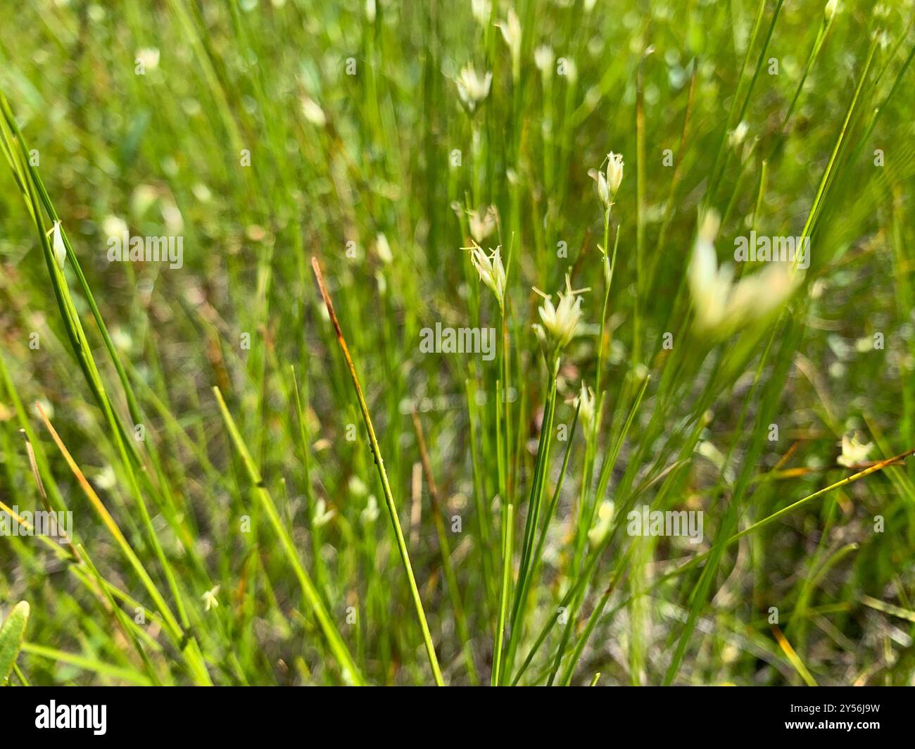 white beak-sedge (Rhynchospora alba) Plantae Stock Photo - Alamy