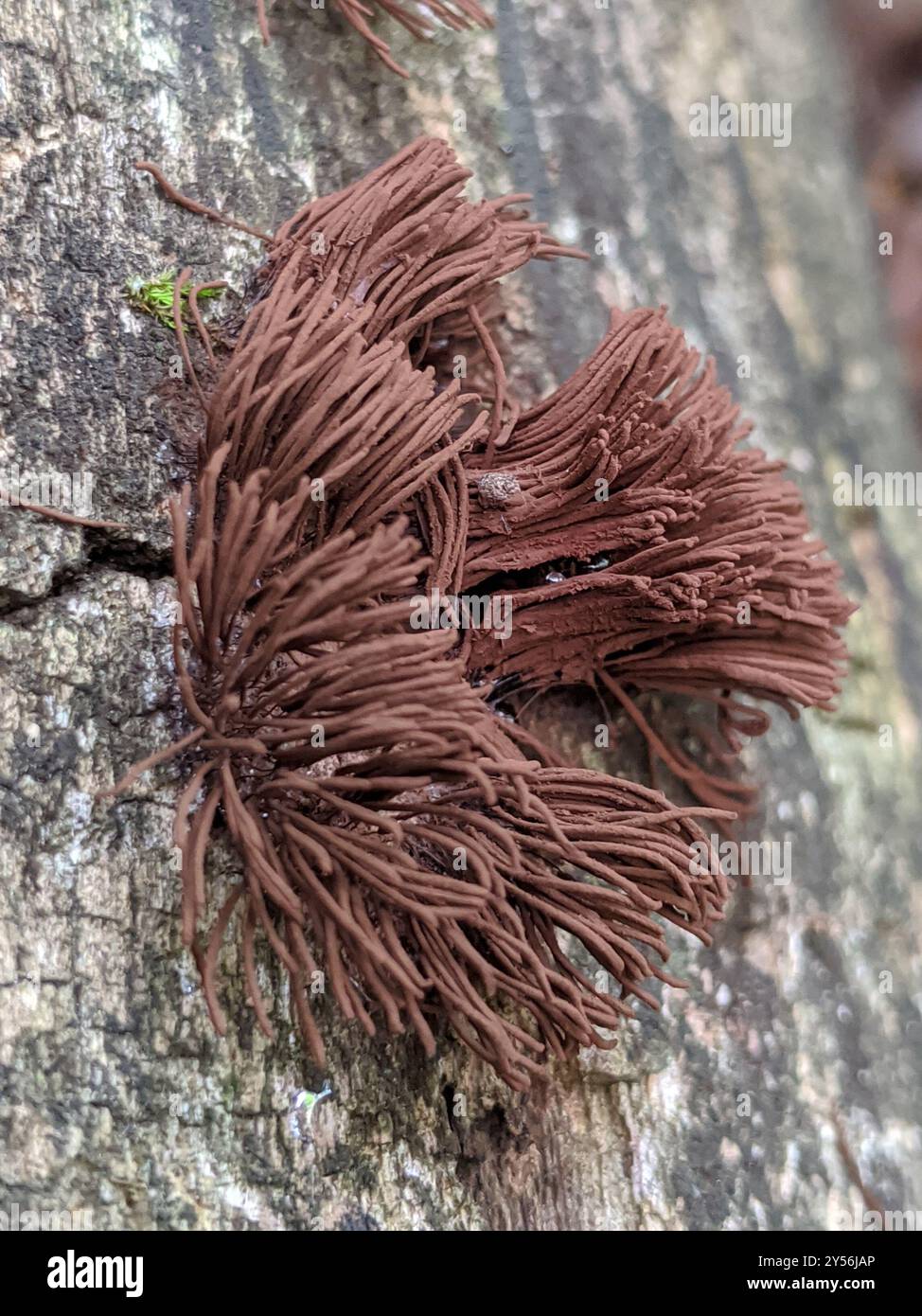 Chocolate Tube Slimes (Stemonitis) Protozoa Stock Photo - Alamy