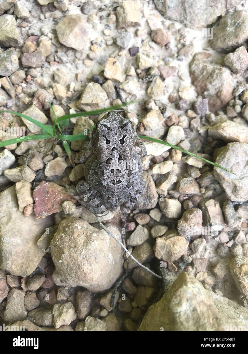 Eastern American Toad (Anaxyrus americanus americanus) Amphibia Stock ...