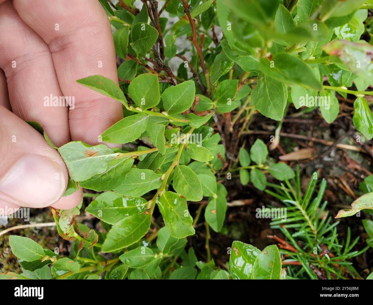 common bilberry (Vaccinium myrtillus) Plantae Stock Photo - Alamy