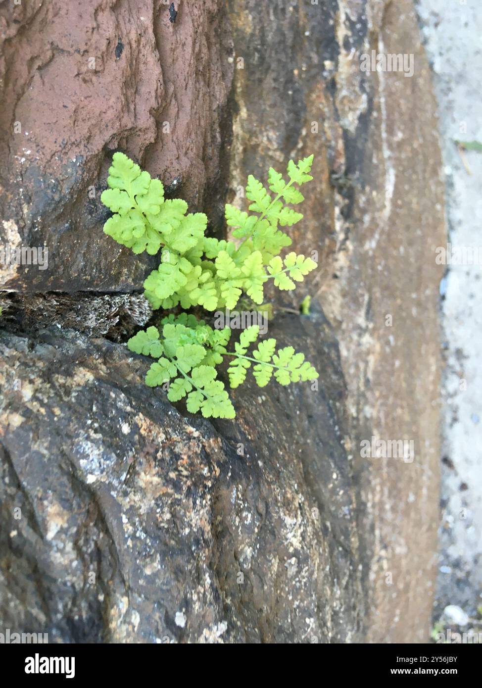 ferns (Polypodiopsida) Plantae Stock Photo - Alamy