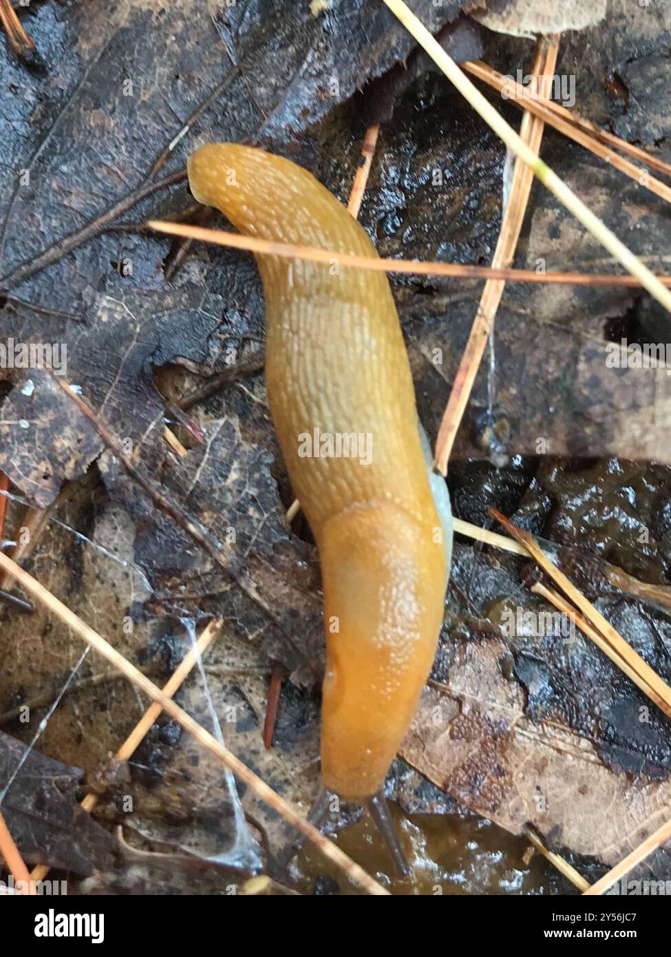 Dusky Slugs (Mesarion) Mollusca Stock Photo - Alamy