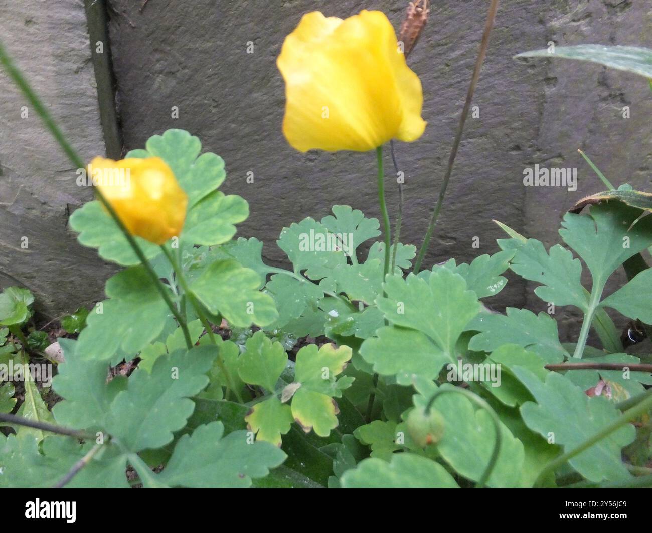 Welsh Poppy (Papaver cambricum) Plantae Stock Photo - Alamy