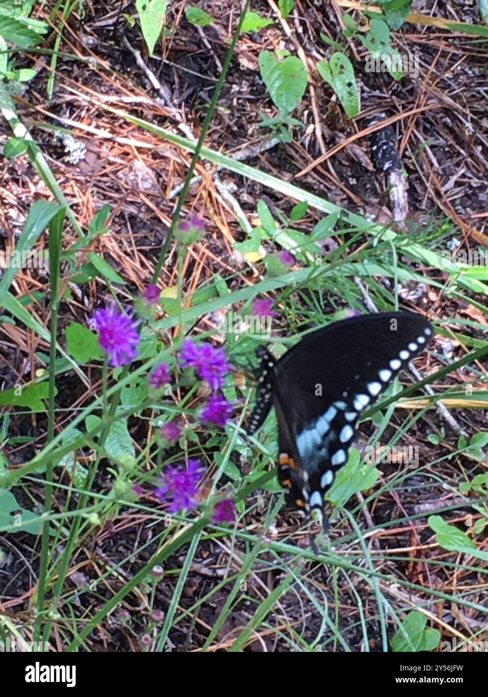 Spicebush Swallowtail (Papilio troilus) Insecta Stock Photo - Alamy