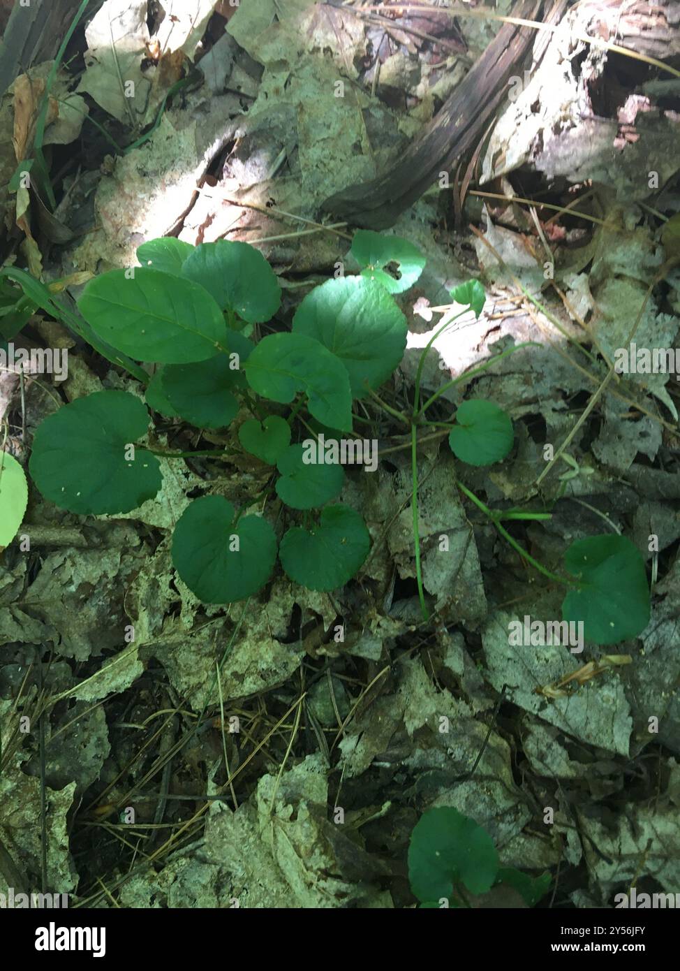 Appalachian violet (Viola appalachiensis) Plantae Stock Photo - Alamy