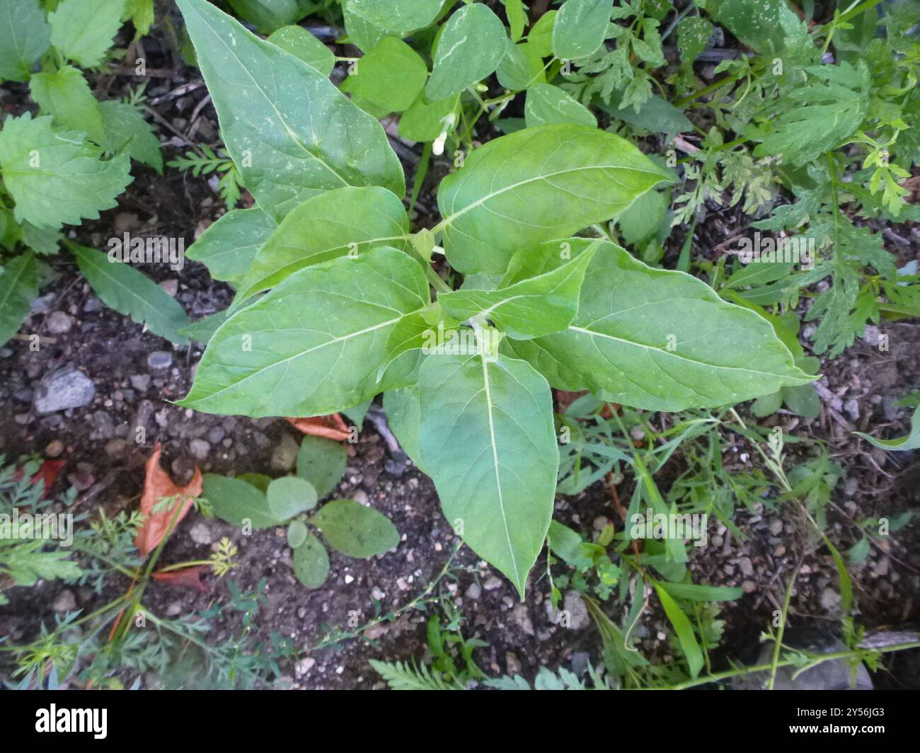 Wild Four o'Clock (Mirabilis nyctaginea) Plantae Stock Photo - Alamy