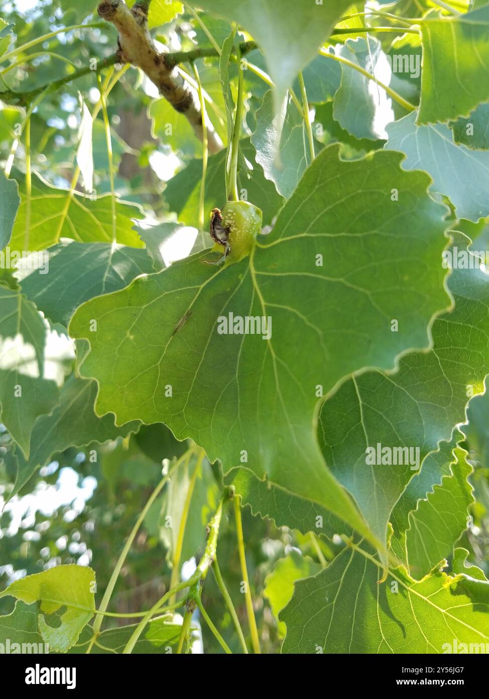 Poplar Leaf-stem Gall Aphids (Pemphigus) Insecta Stock Photo - Alamy