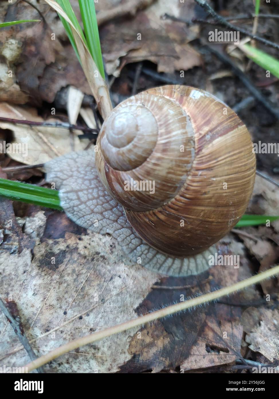 Roman Snail (Helix pomatia) Mollusca Stock Photo - Alamy