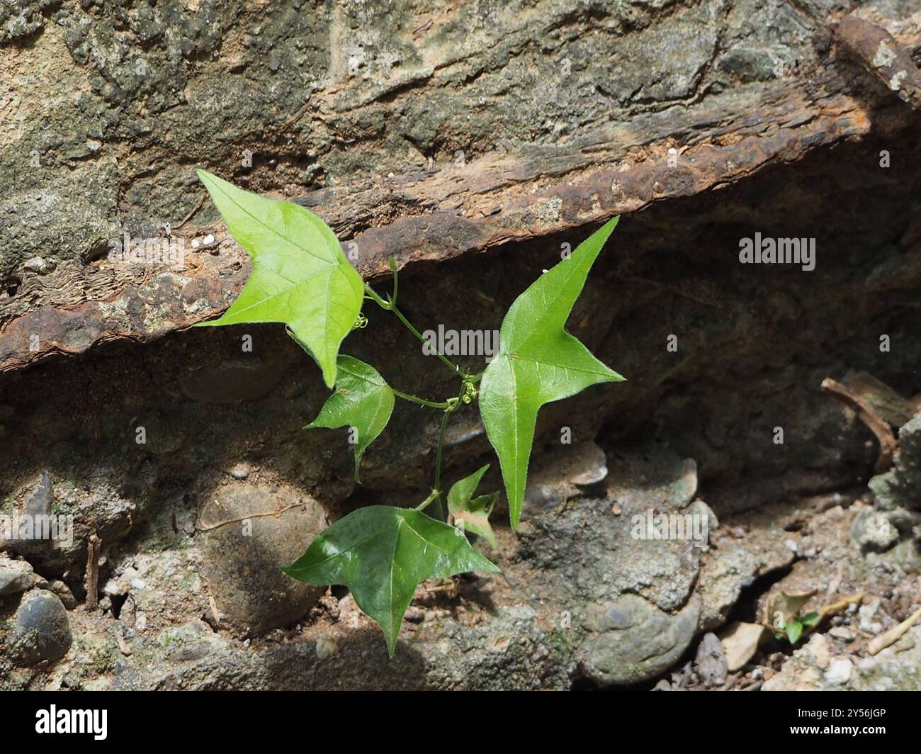 corkystem passionflower (Passiflora suberosa) Plantae Stock Photo - Alamy