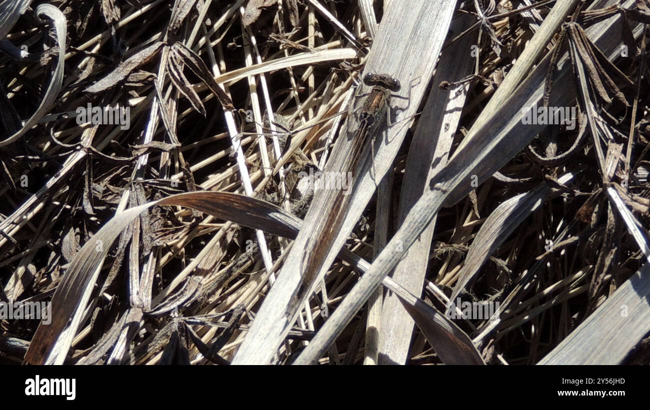 Siberian Winter Damsel (Sympecma paedisca) Insecta Stock Photo - Alamy