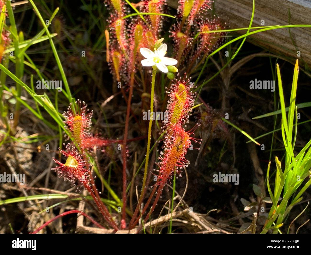 Great Sundew (Drosera anglica) Plantae Stock Photo - Alamy