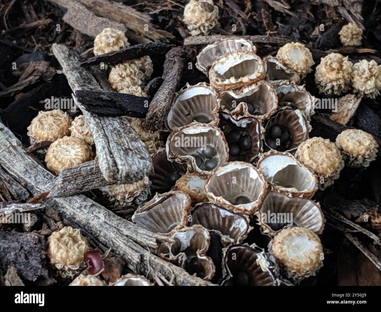 fluted bird's nest fungus (Cyathus striatus) Fungi Stock Photo - Alamy