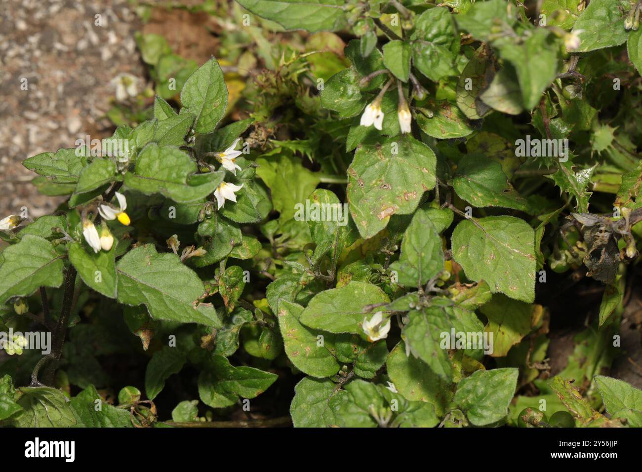 black nightshade (Solanum nigrum) Plantae Stock Photo - Alamy