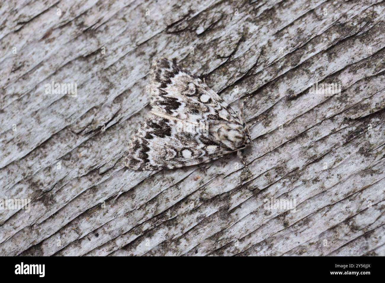 Fragile Dagger (Acronicta fragilis) Insecta Stock Photo - Alamy