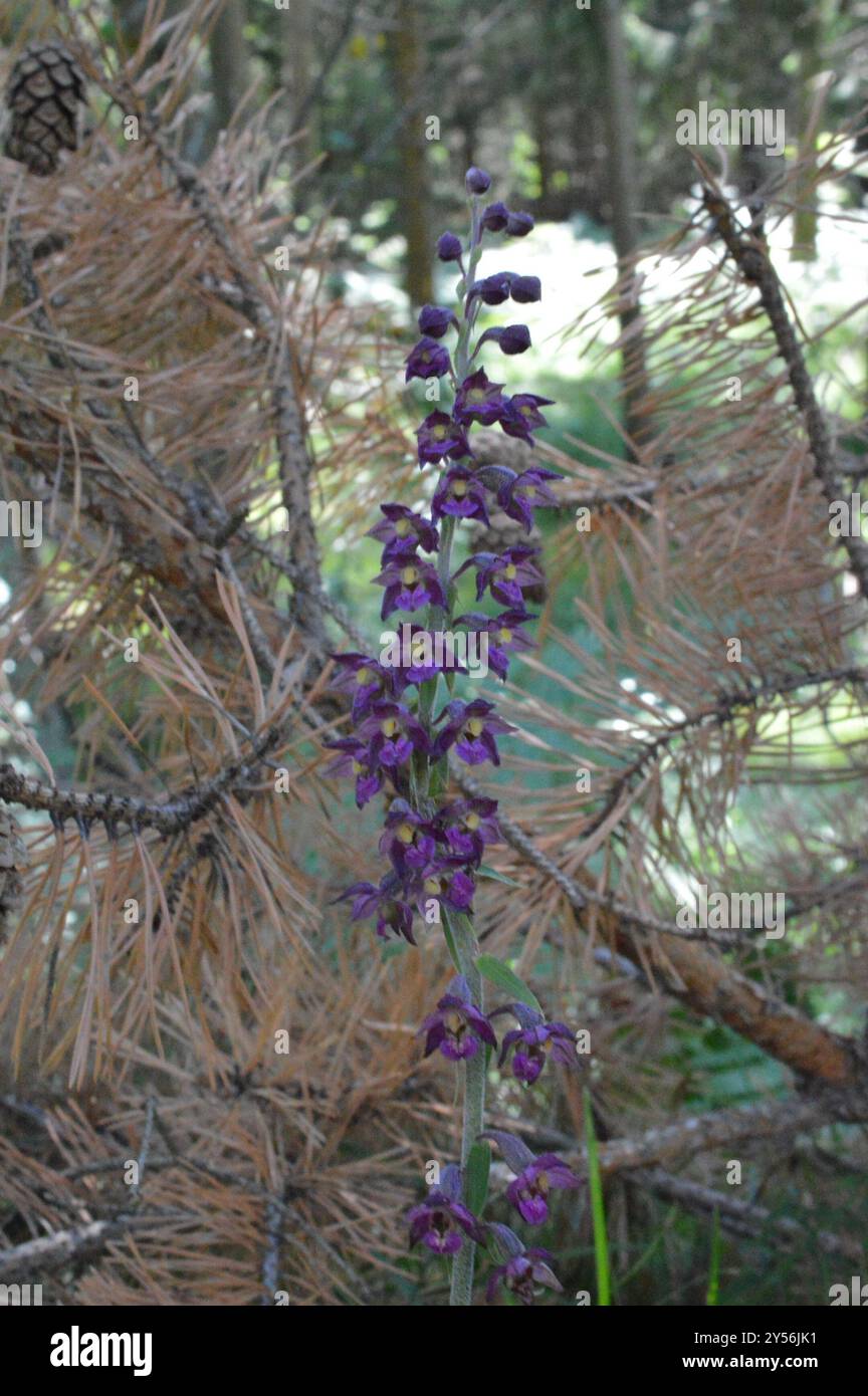 Dark-red Helleborine (Epipactis atrorubens) Plantae Stock Photo - Alamy