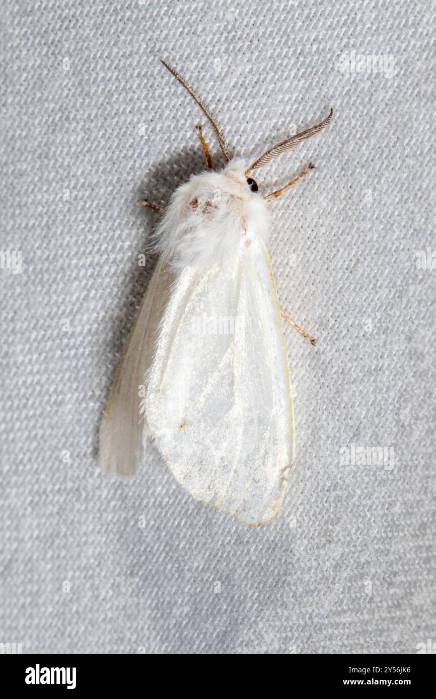 Fall Webworm Moth (Hyphantria cunea) Insecta Stock Photo - Alamy