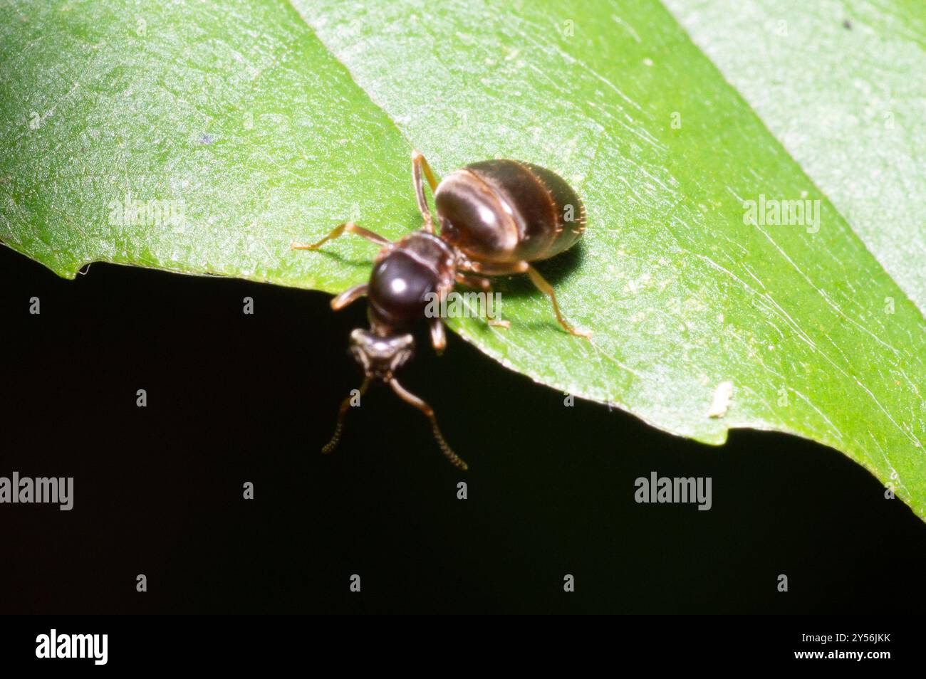 Citronella Ants, Fuzzy Ants, and Allies (Lasius) Insecta Stock Photo ...