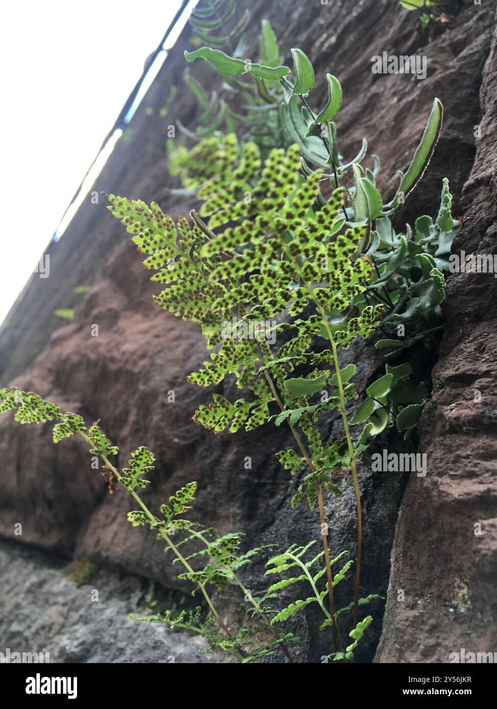 ferns (Polypodiopsida) Plantae Stock Photo - Alamy