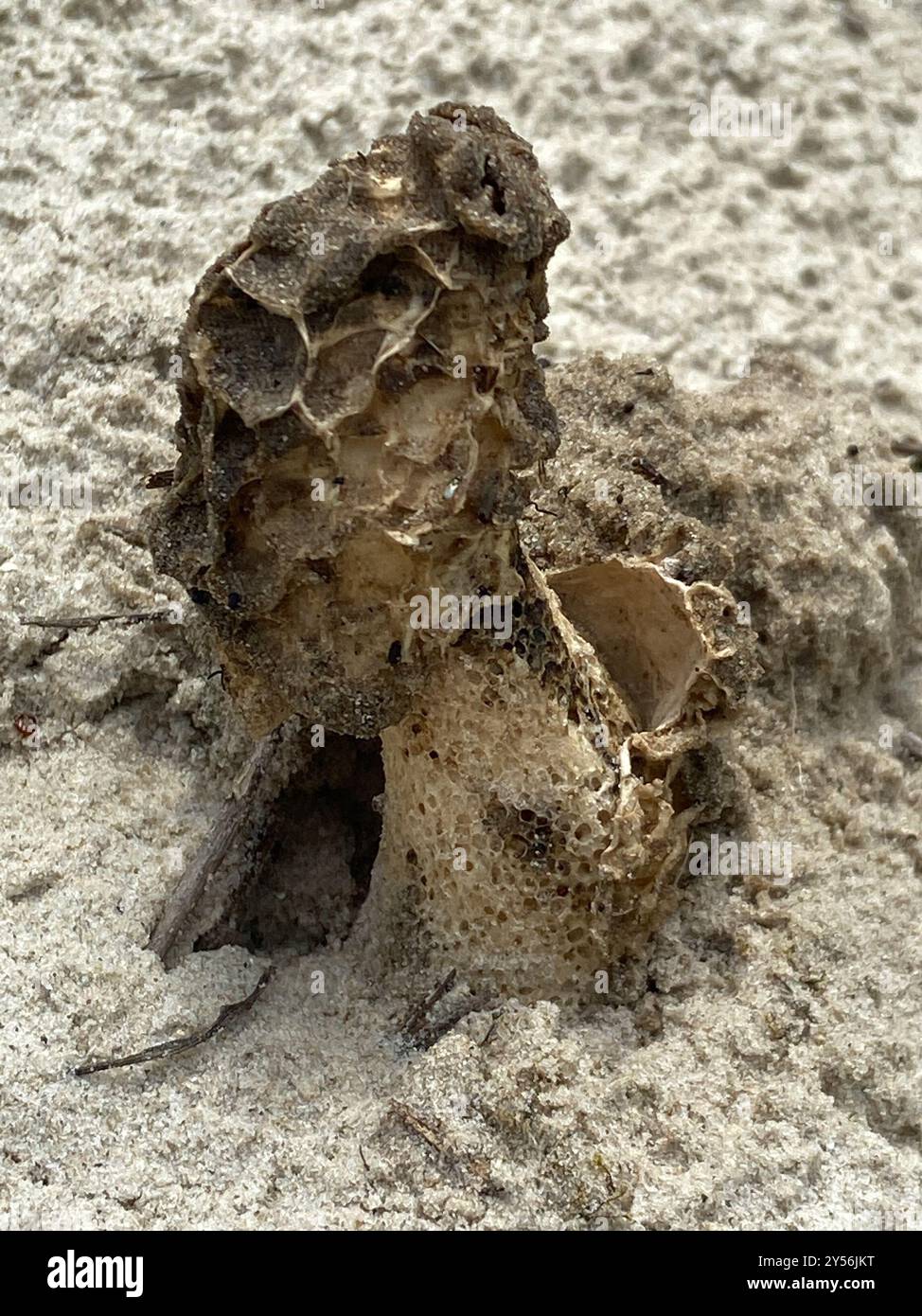 dune stinkhorn (Phallus hadriani) Fungi Stock Photo - Alamy
