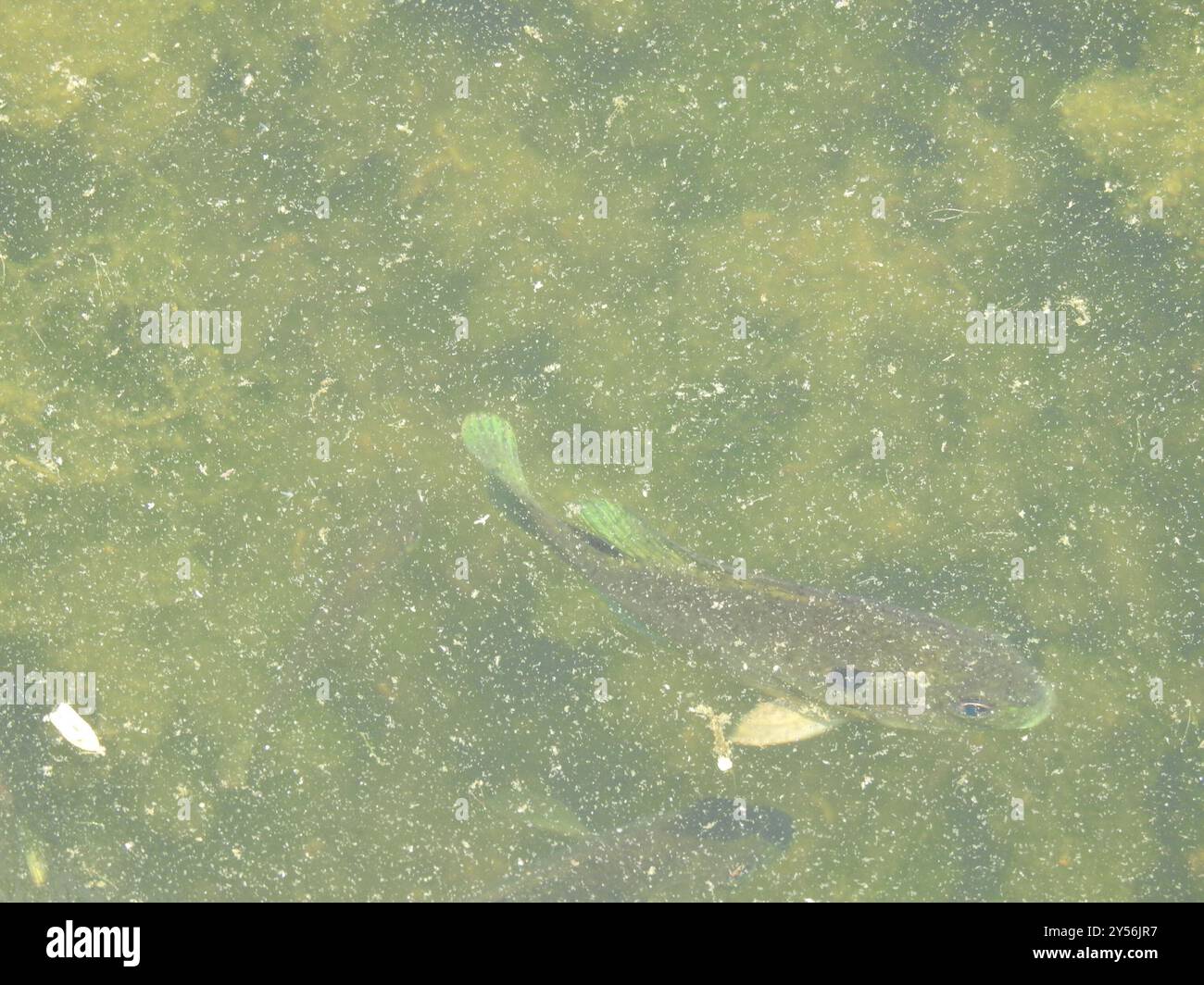 Common Sunfishes (Lepomis) Actinopterygii Stock Photo - Alamy