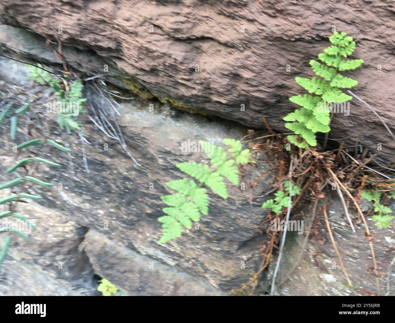 ferns (Polypodiopsida) Plantae Stock Photo - Alamy