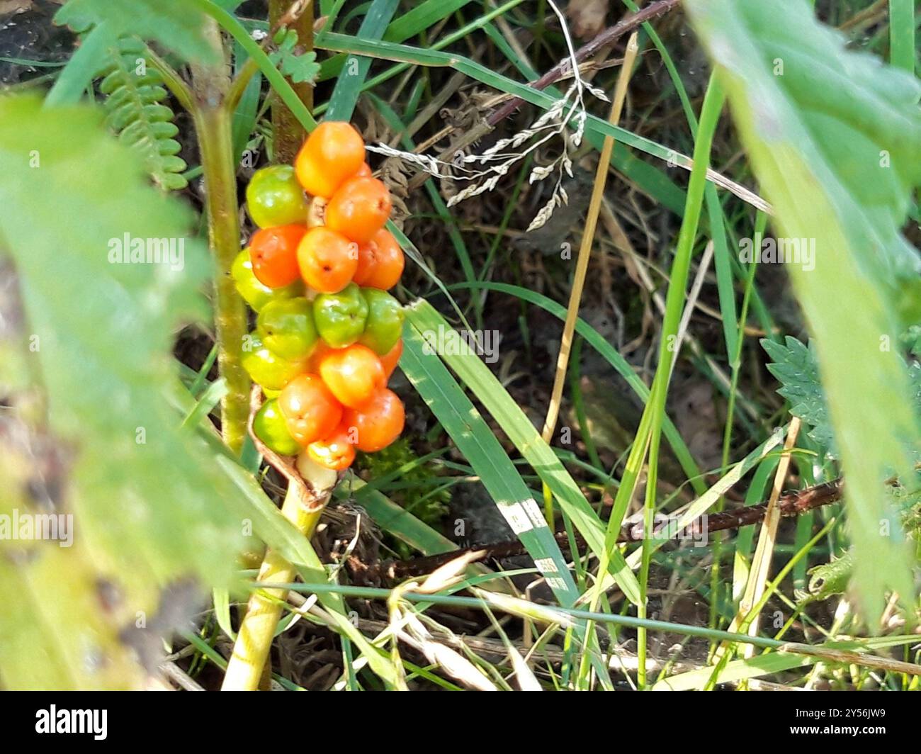 Cuckoo-pint (Arum maculatum) Plantae Stock Photo - Alamy