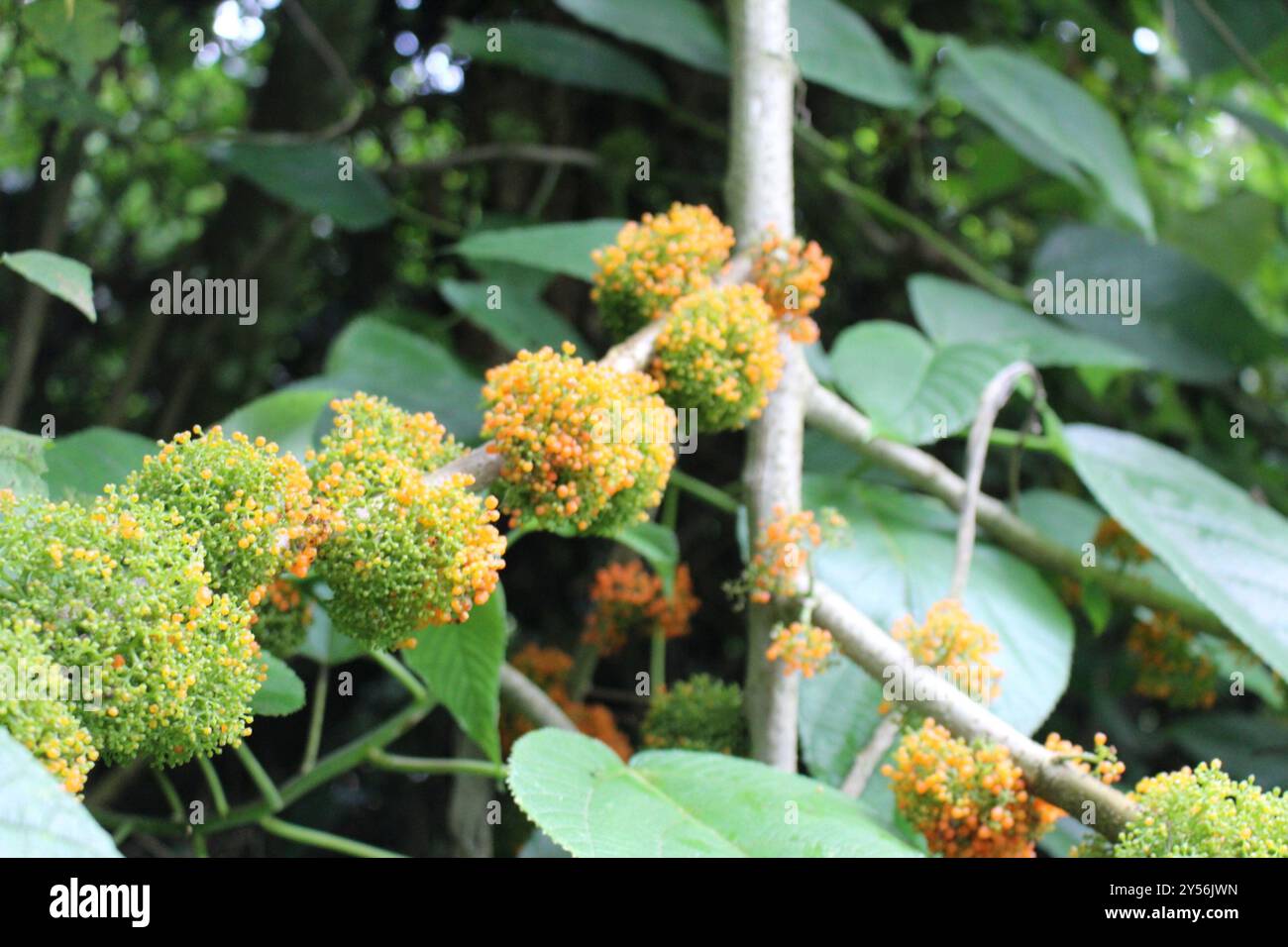 flameberry (Urera caracasana) Plantae Stock Photo - Alamy