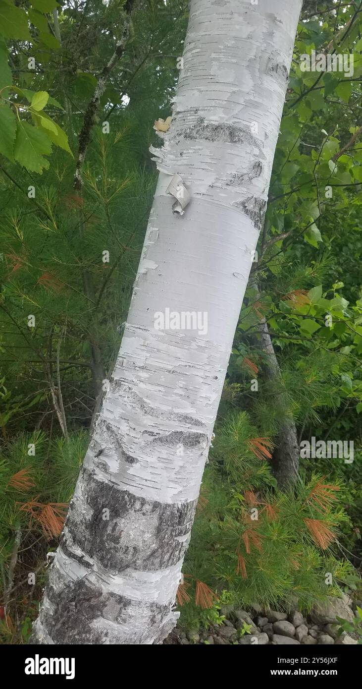 paper birch (Betula papyrifera) Plantae Stock Photo - Alamy