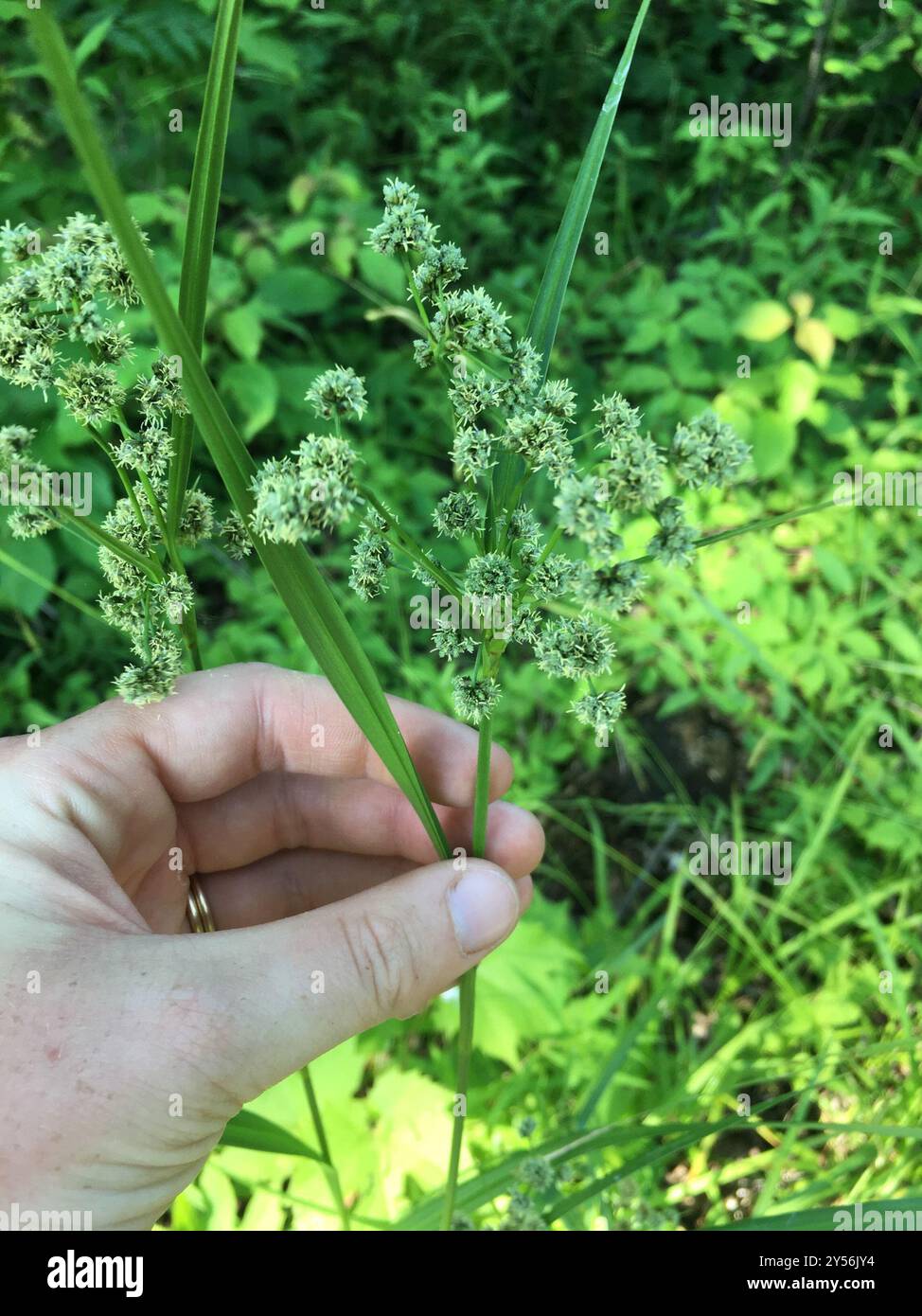 Panicled Bulrush (Scirpus microcarpus) Plantae Stock Photo - Alamy