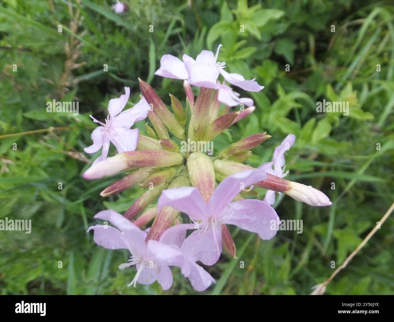common soapwort (Saponaria officinalis) Plantae Stock Photo - Alamy