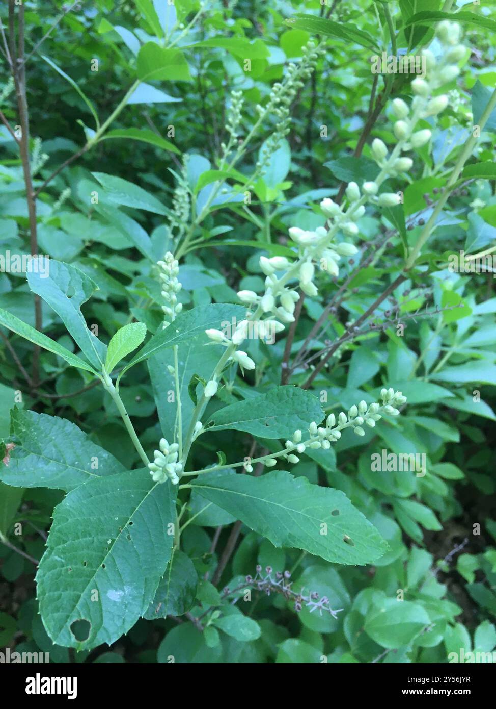 Sweet Pepperbush (Clethra alnifolia) Plantae Stock Photo - Alamy