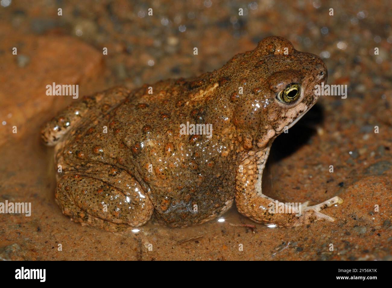 Pygmy Toad (Poyntonophrynus vertebralis) Amphibia Stock Photo - Alamy